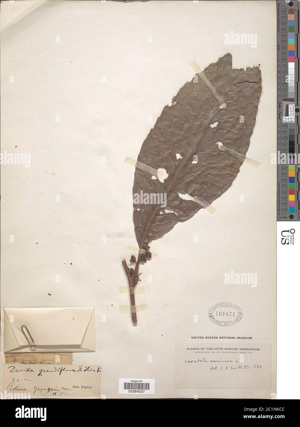 Curatella americana hi-res stock photography and images - Alamy