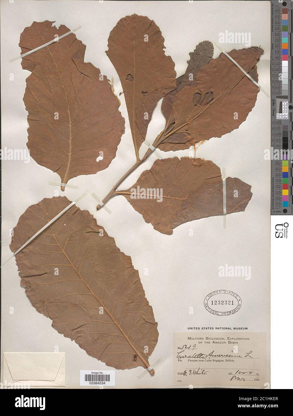 Curatella americana hi-res stock photography and images - Alamy