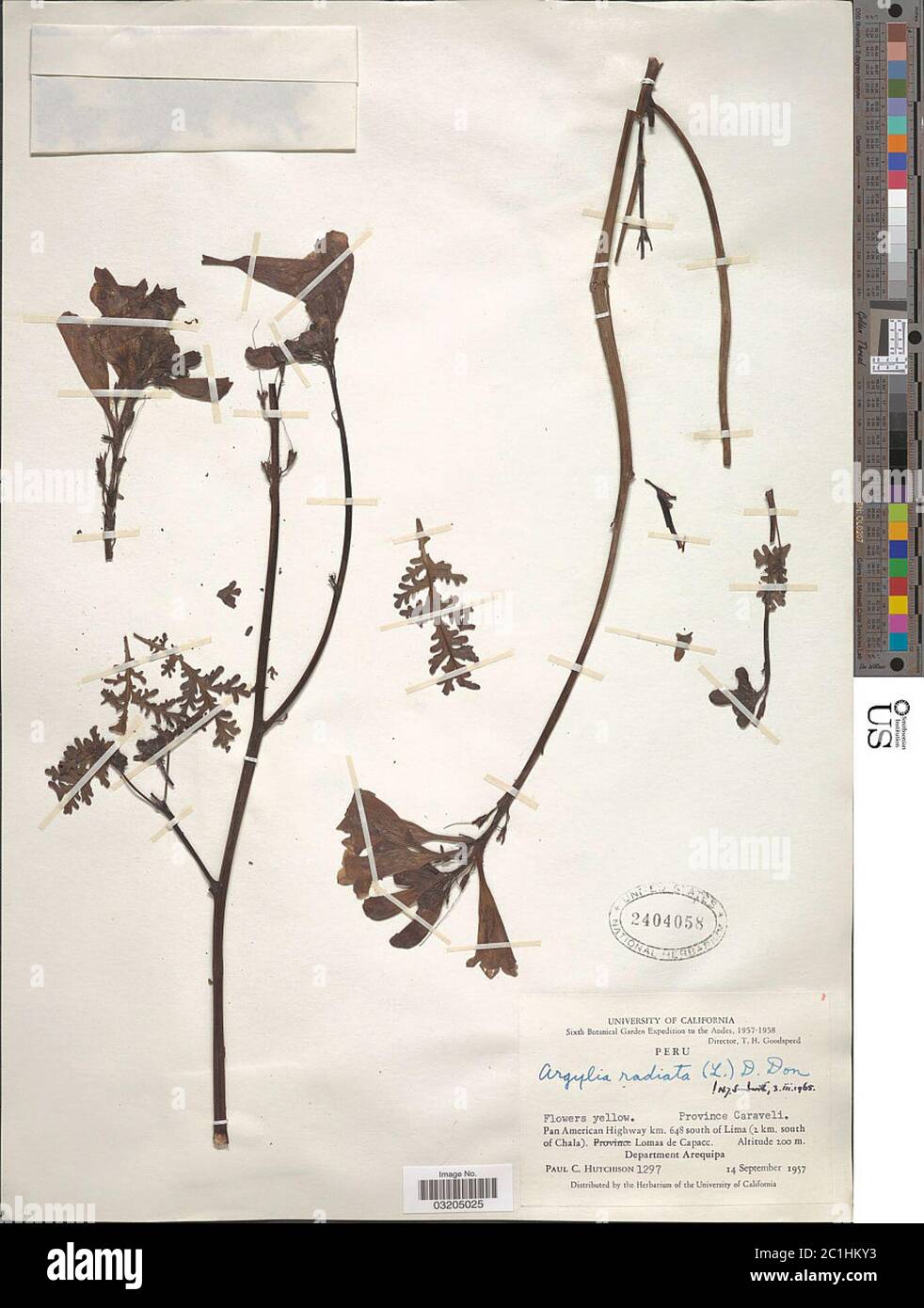 Argylia radiata L D Don Argylia radiata L D Don Stock Photo - Alamy