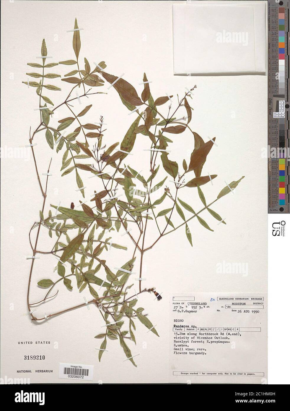 Pandorea sp Pandorea sp Stock Photo - Alamy