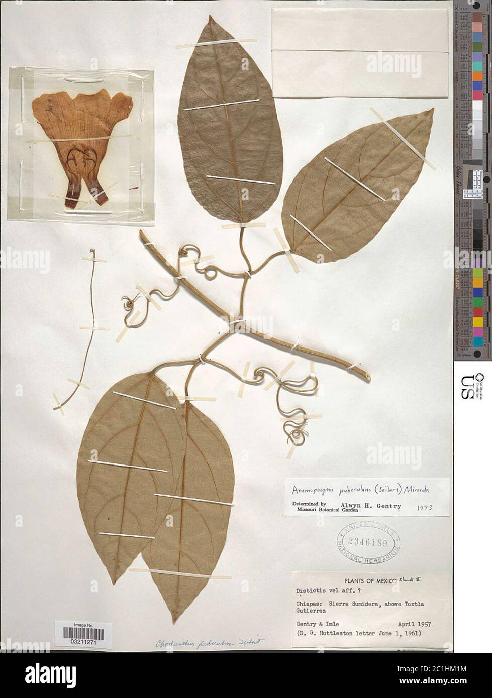 Anemopaegma puberulum Seibert Miranda Anemopaegma puberulum Seibert ...