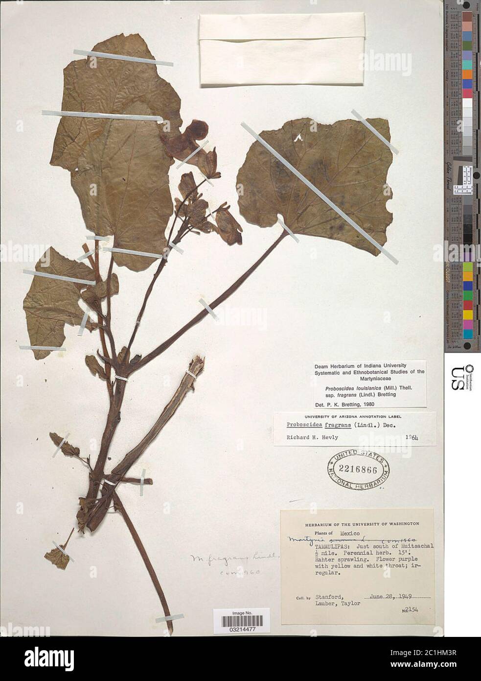 Proboscidea louisianica Thell Proboscidea louisianica Thell Stock Photo ...