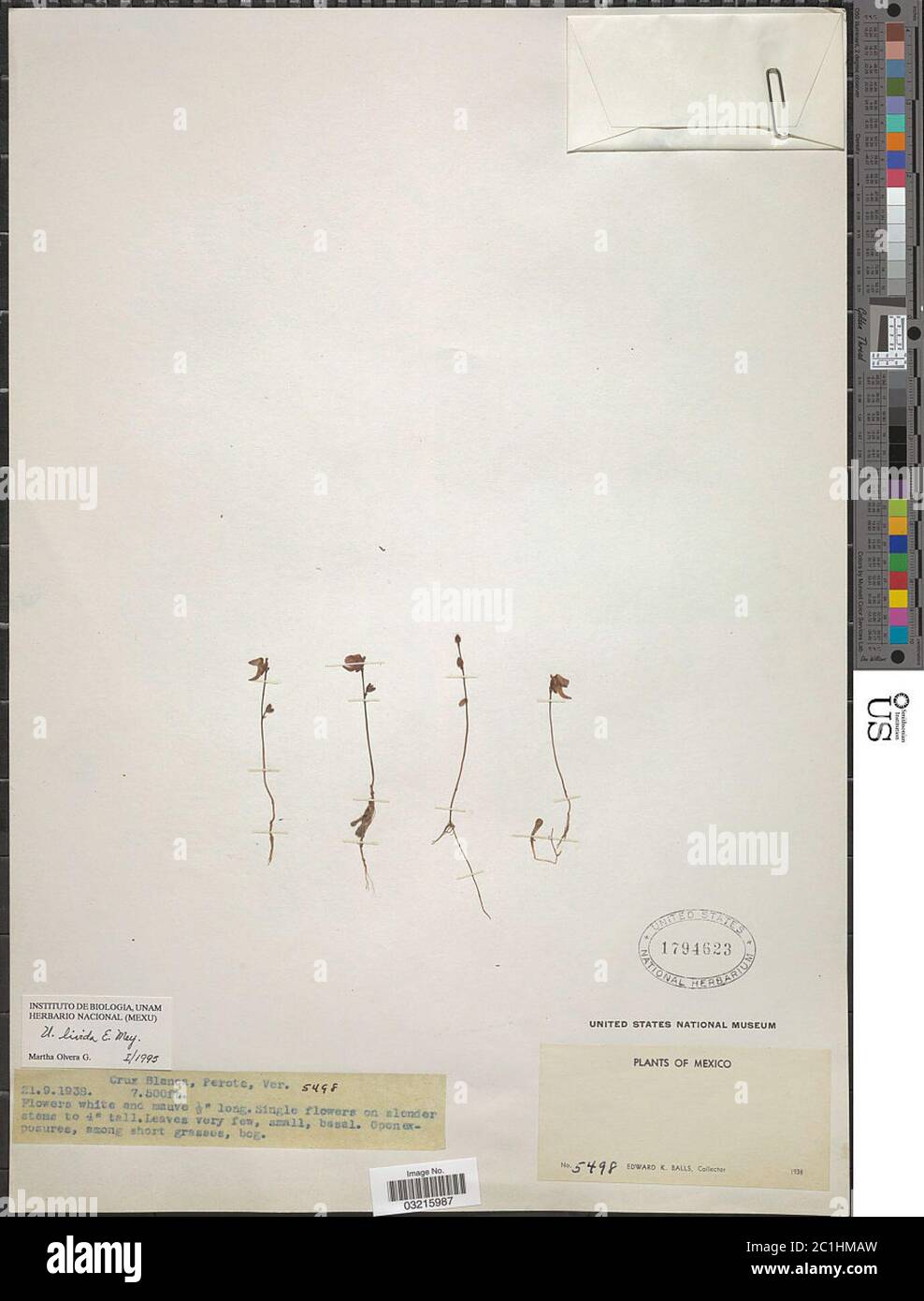 Utricularia livida E Mey Utricularia livida E Mey Stock Photo - Alamy