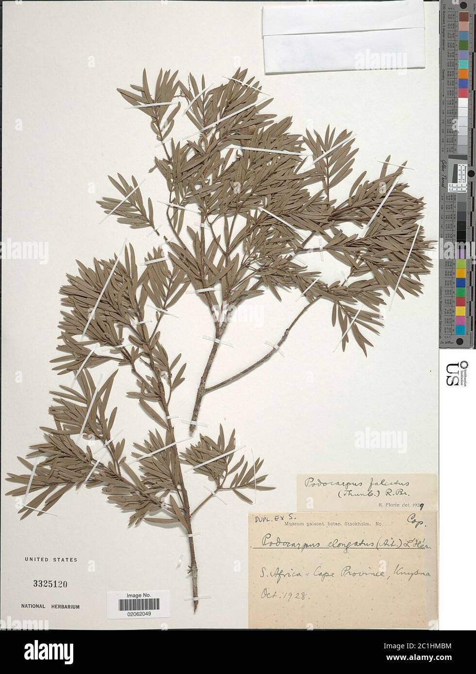 Podocarpus falcatus Podocarpus falcatus Stock Photo - Alamy