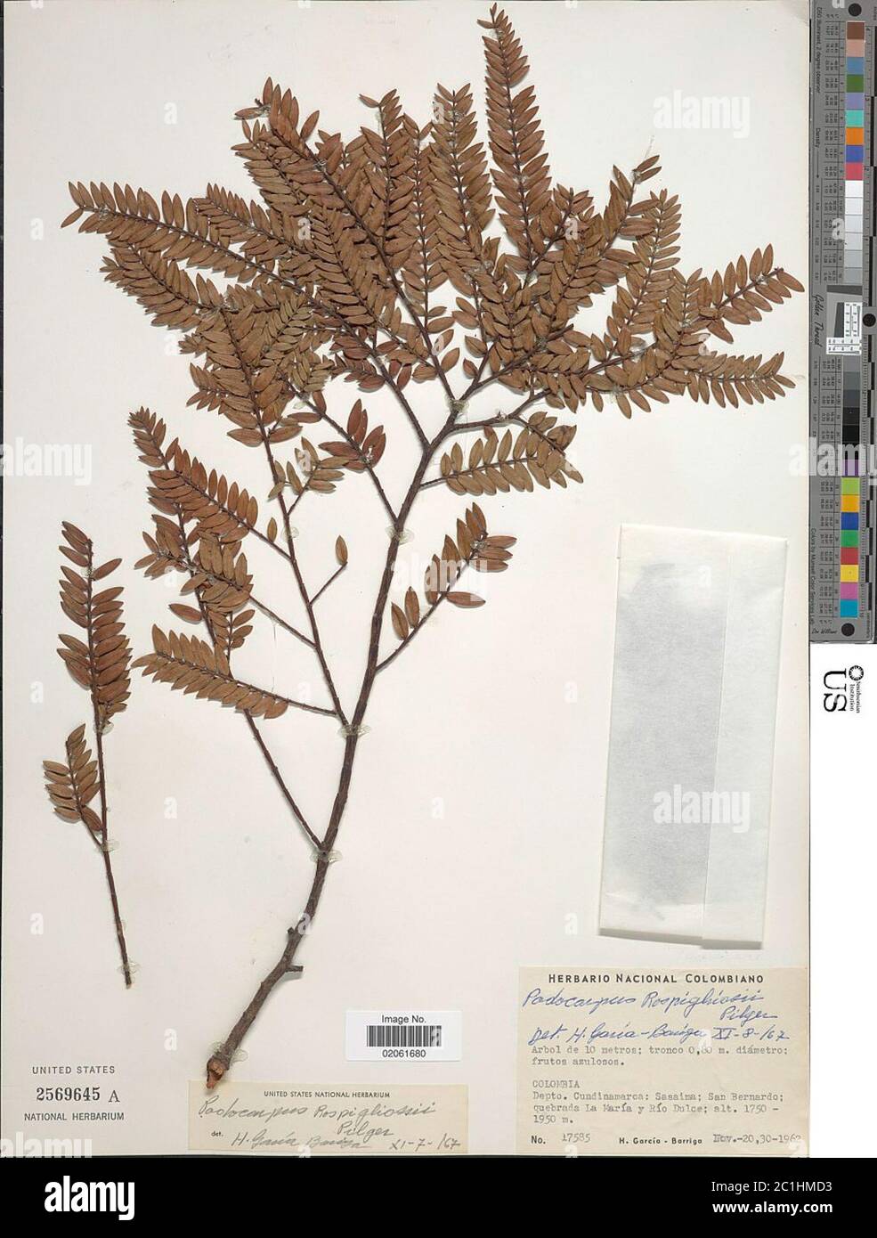 Podocarpus rospigliosii hi-res stock photography and images - Alamy