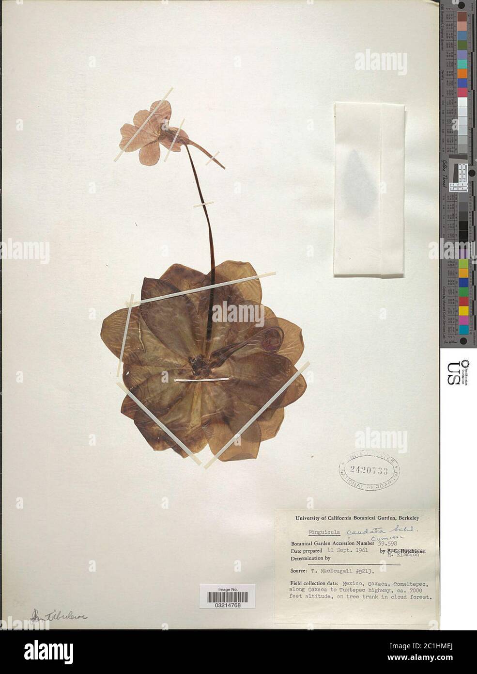 Pinguicula caudata Schltdl Pinguicula caudata Schltdl Stock Photo - Alamy