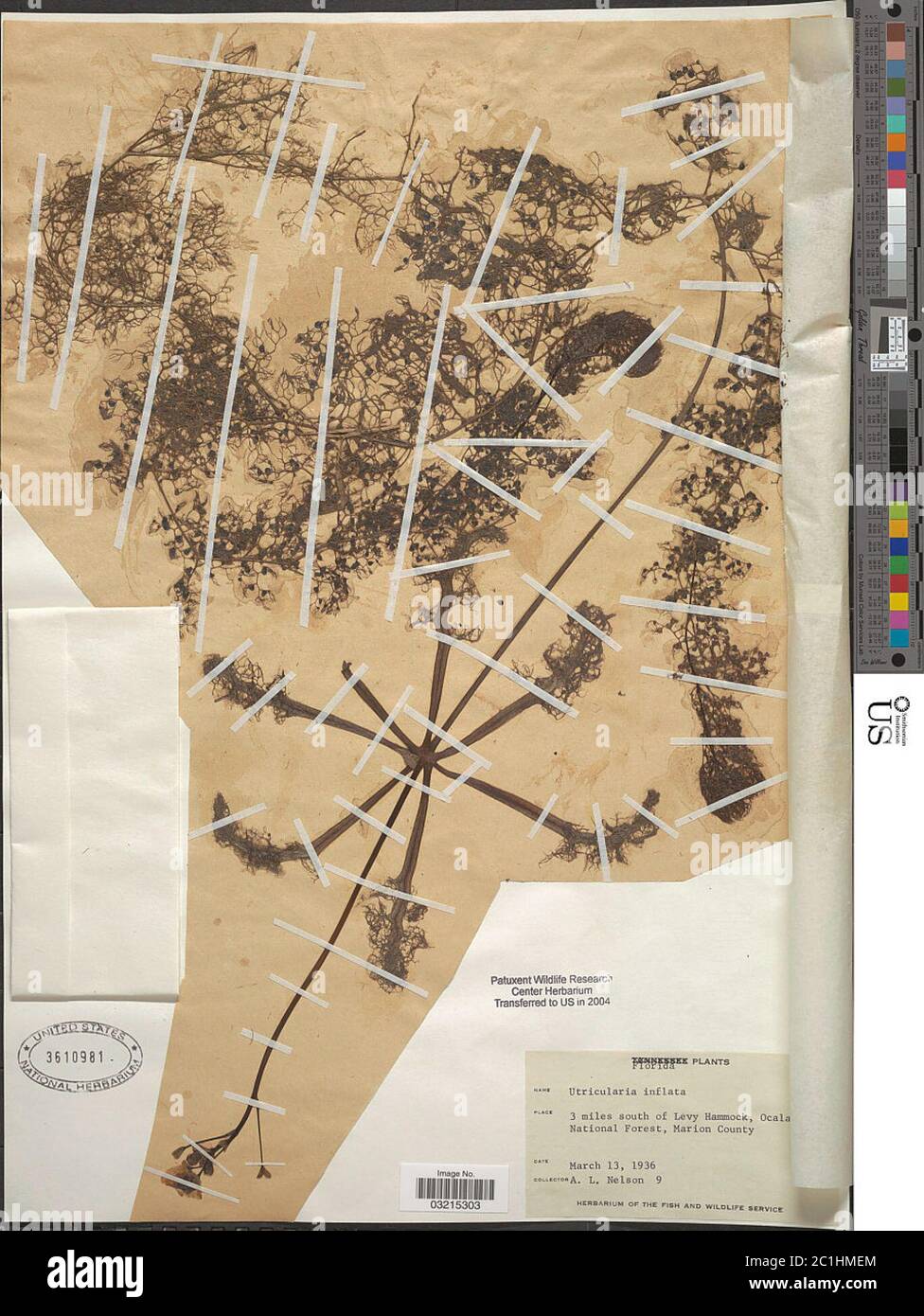 Utricularia inflata hi-res stock photography and images - Alamy