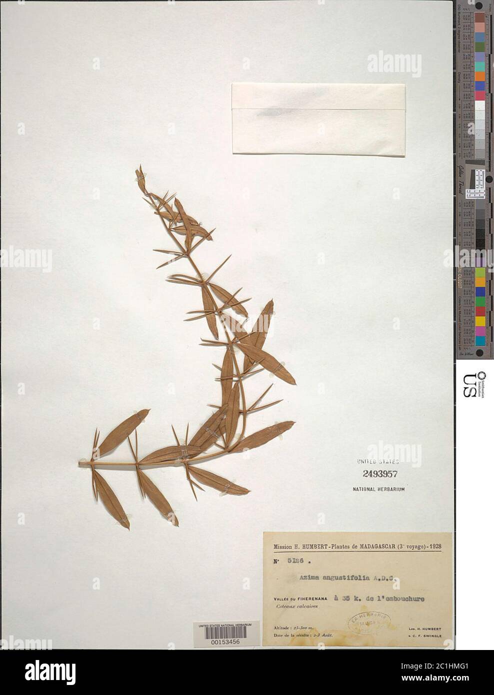 Azima angustifolia A DC Azima angustifolia A DC Stock Photo - Alamy