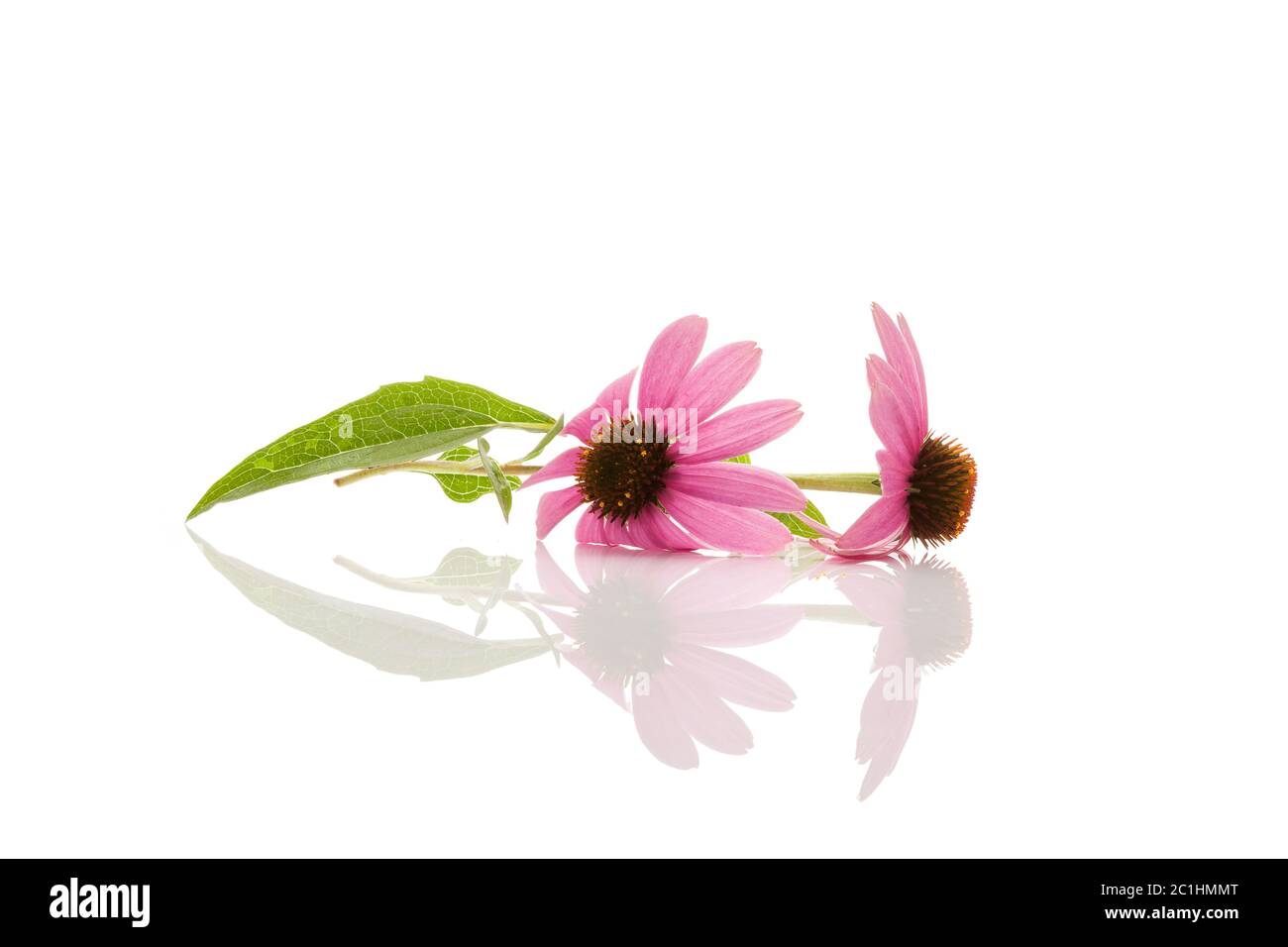 Echinacea flower leaves hi-res stock photography and images - Alamy