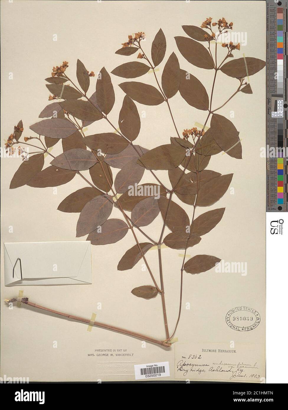 Apocynum sp hi-res stock photography and images - Alamy