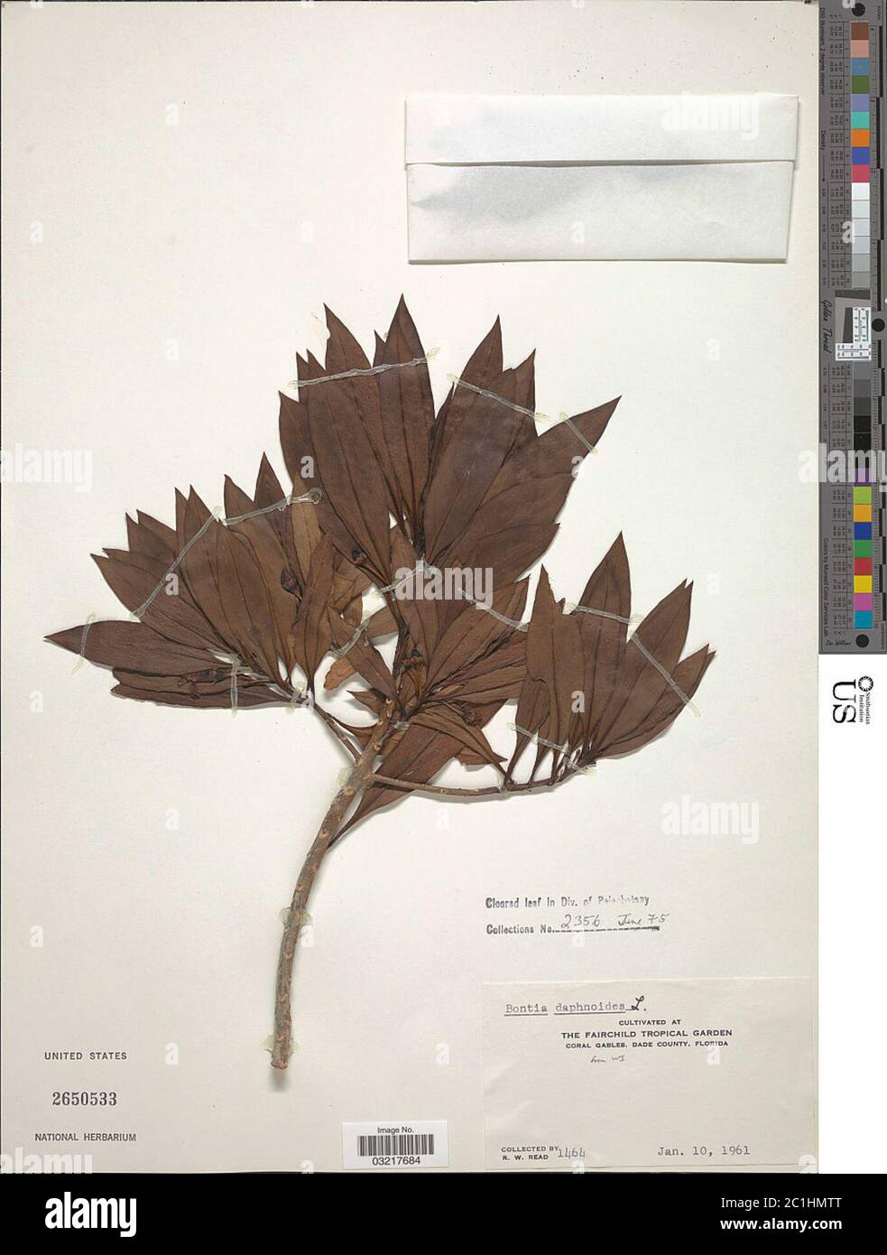 Bontia daphnoides L Bontia daphnoides L Stock Photo - Alamy