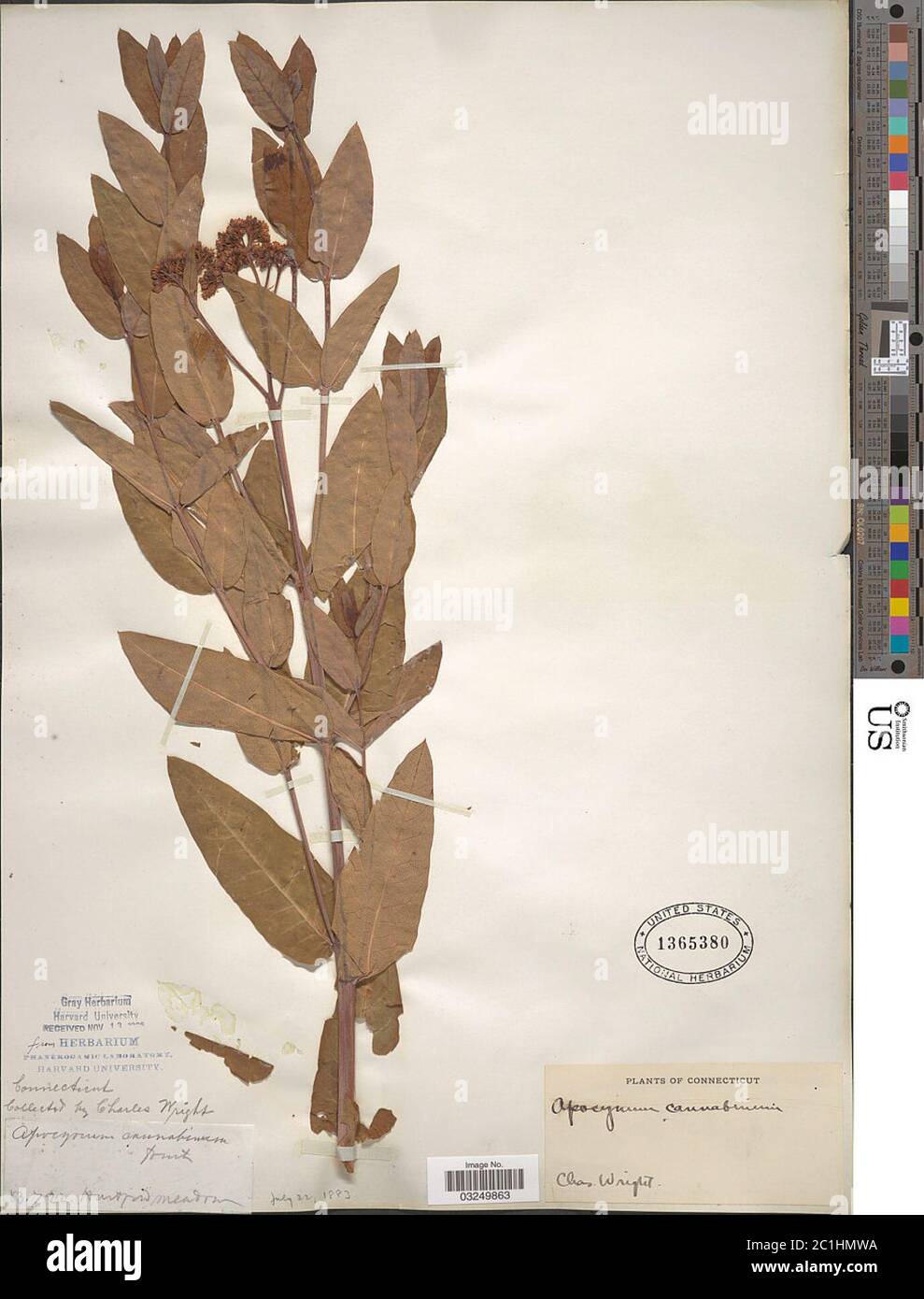 Apocynum cannabinum L Apocynum cannabinum L Stock Photo - Alamy