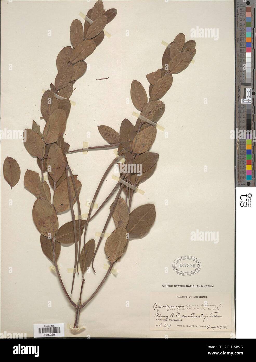 Apocynum sp Apocynum sp Stock Photo - Alamy