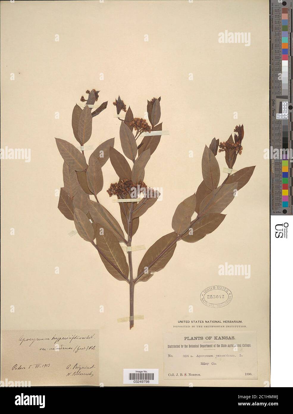 Apocynum l hi-res stock photography and images - Alamy