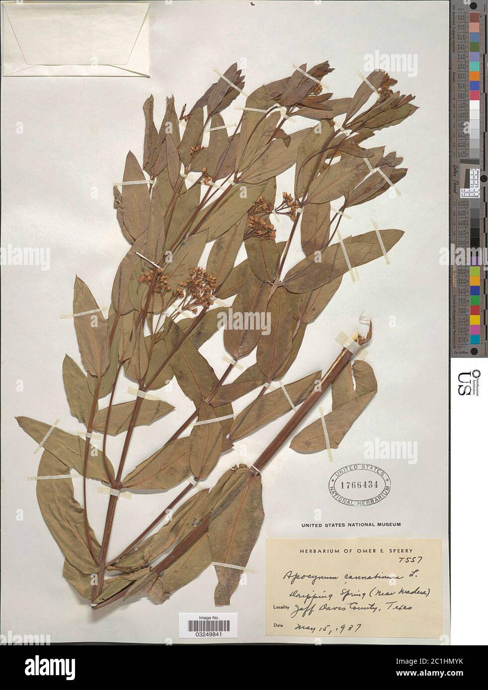 Apocynum l hi-res stock photography and images - Alamy