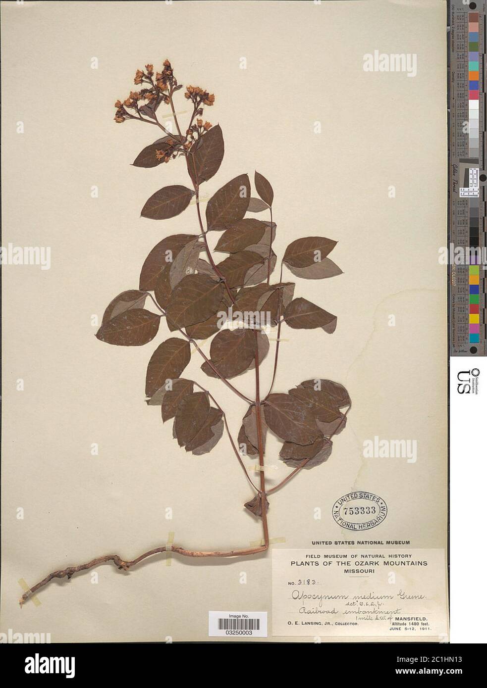 Apocynum species hi-res stock photography and images - Alamy