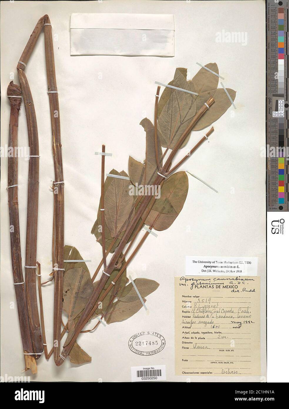 Apocynum l hi-res stock photography and images - Alamy