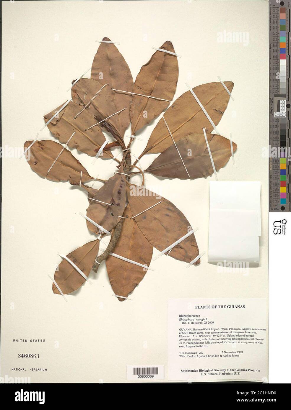 Red mangroves rhizophora mangle hi-res stock photography and images - Alamy