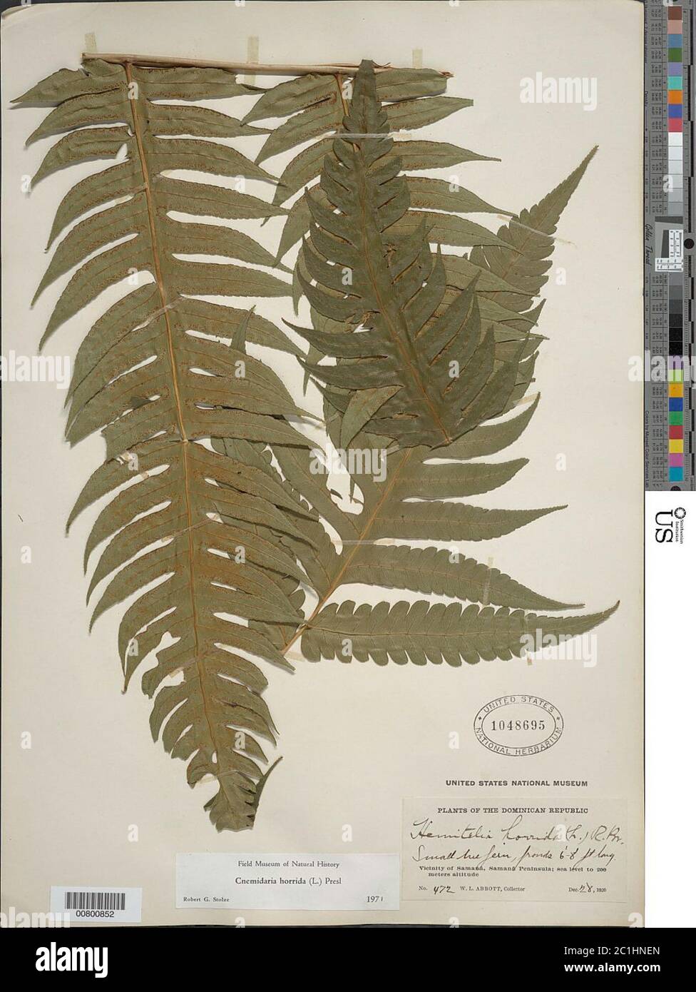 Cyathea horrida L Sm Cyathea horrida L Sm Stock Photo - Alamy