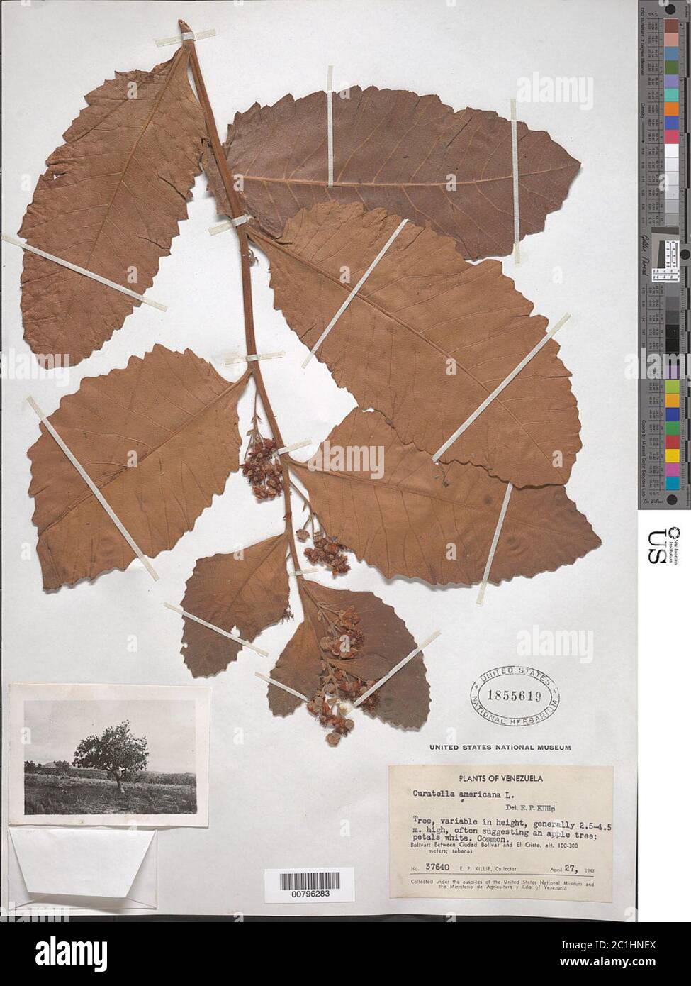 Curatella hi-res stock photography and images - Alamy