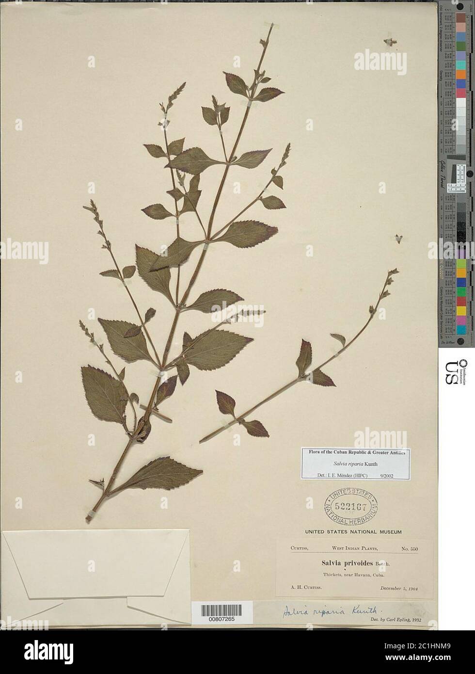 Salvia misella Kunth Salvia misella Kunth Stock Photo - Alamy