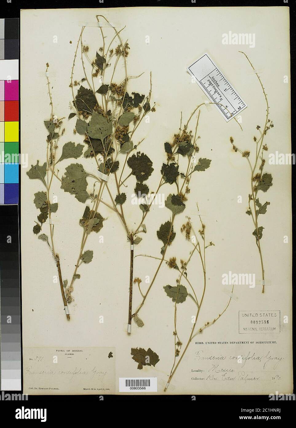 Franseria cordifolia A Gray Franseria cordifolia A Gray Stock Photo - Alamy