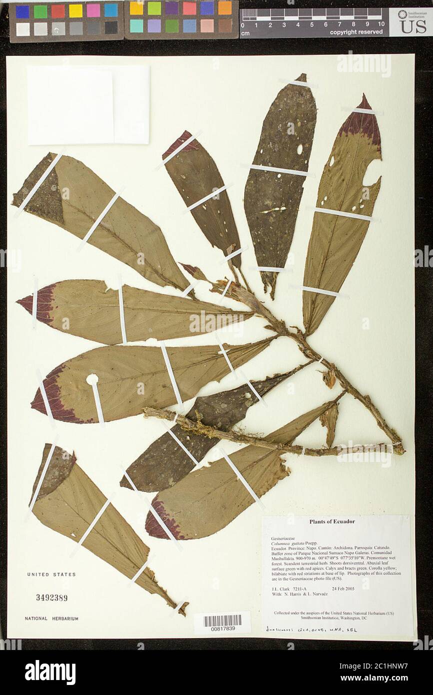 Columnea guttata Poepp Columnea guttata Poepp Stock Photo - Alamy