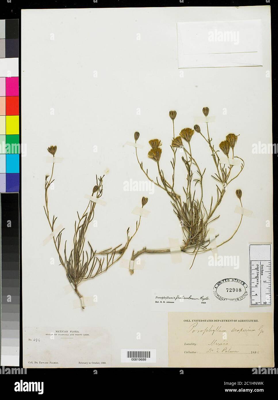 Porophyllum fruticulosum Rydb Porophyllum fruticulosum Rydb Stock Photo ...