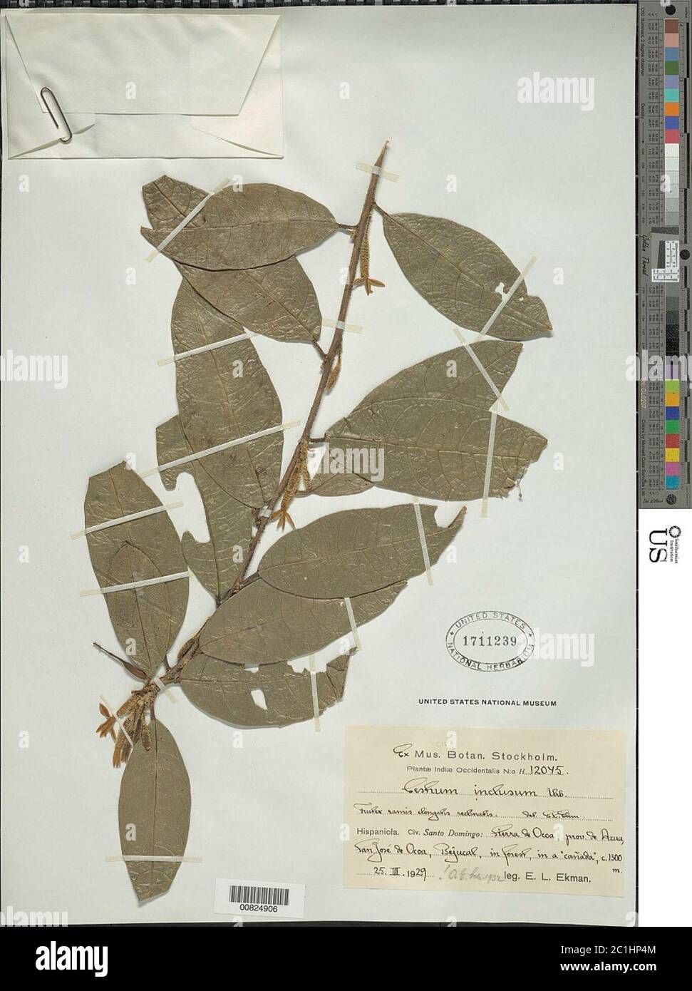 Inclusum hi-res stock photography and images - Alamy