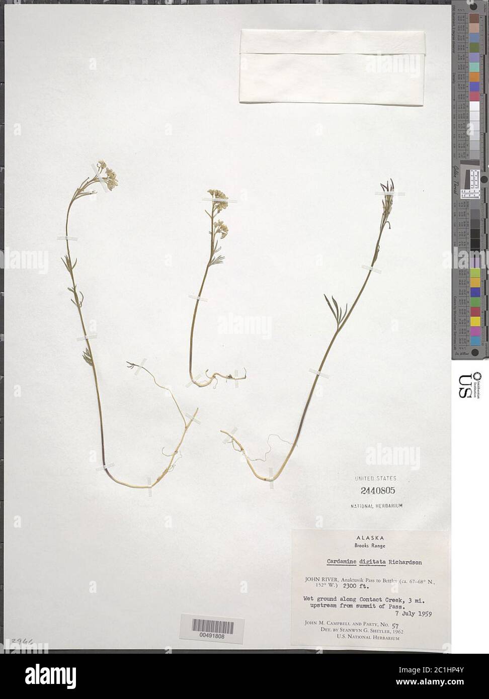 Cardamine digitata Richardson Cardamine digitata Richardson Stock Photo ...