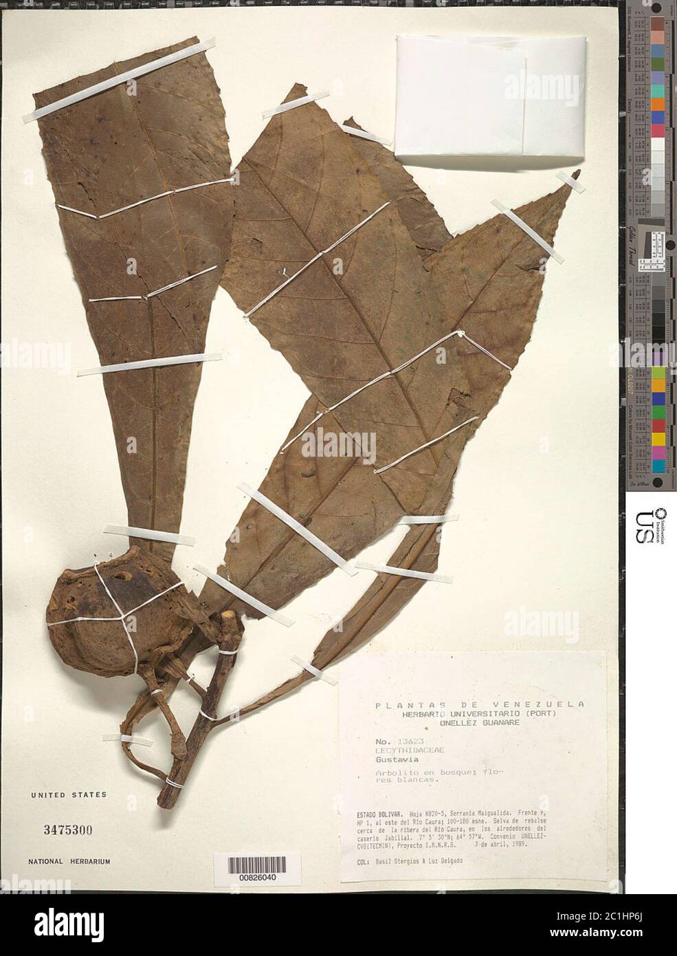 Gustavia sp Gustavia sp Stock Photo - Alamy