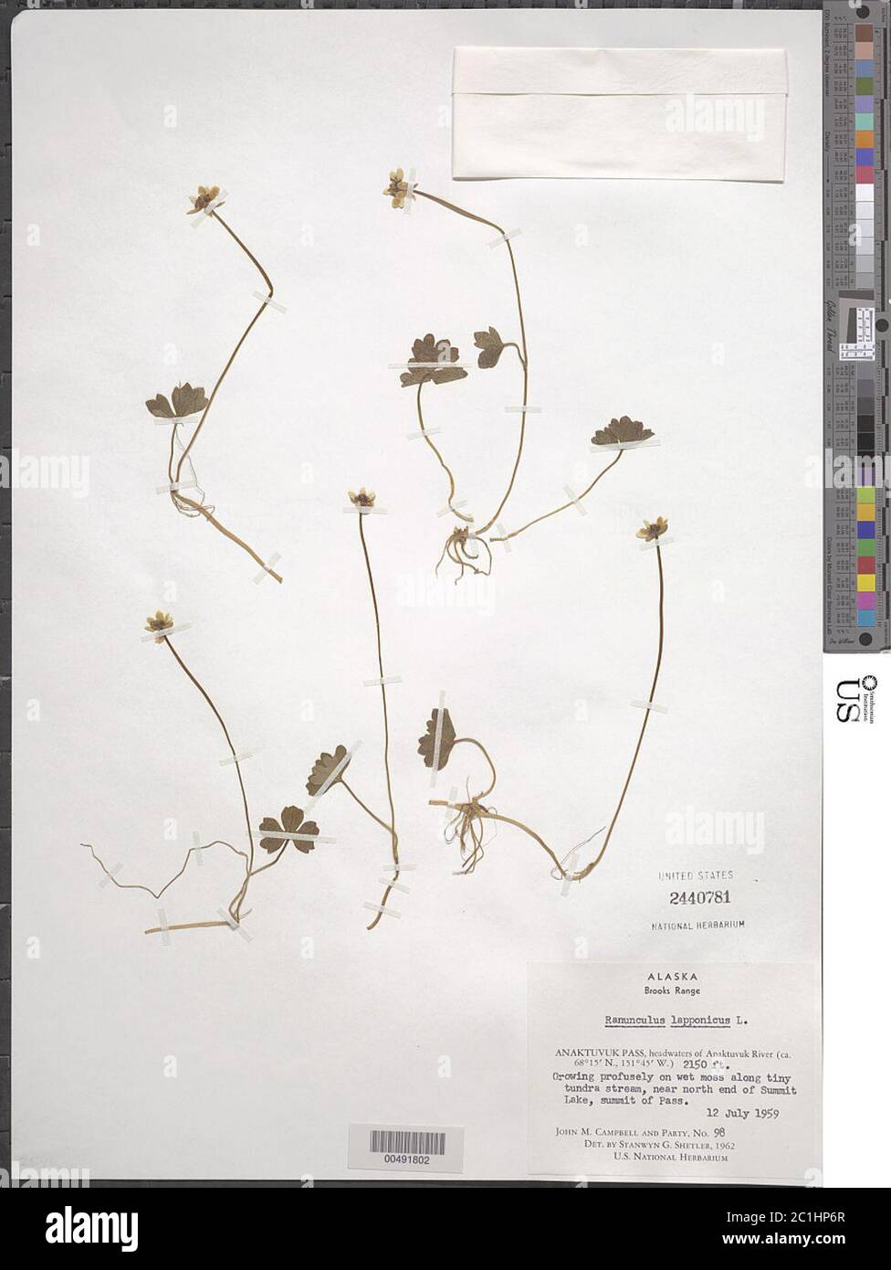 Ranunculus lapponicus L Ranunculus lapponicus L Stock Photo - Alamy