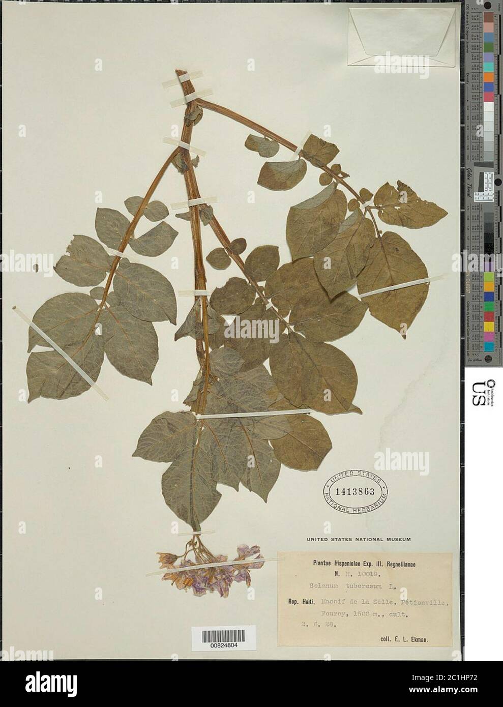 Solanum tuberosum L Solanum tuberosum L Stock Photo - Alamy