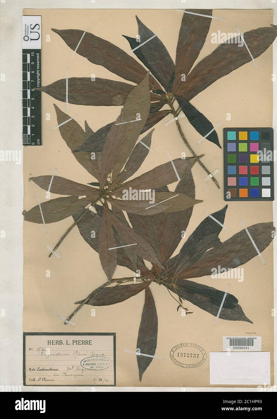 Trigonostemon pierrei hi-res stock photography and images - Alamy