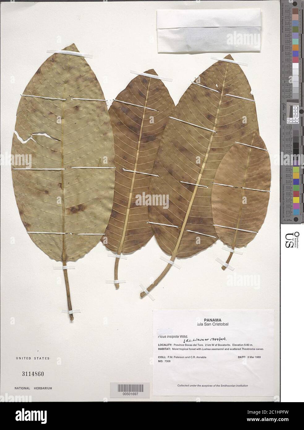 Ficus insipida hi-res stock photography and images - Alamy