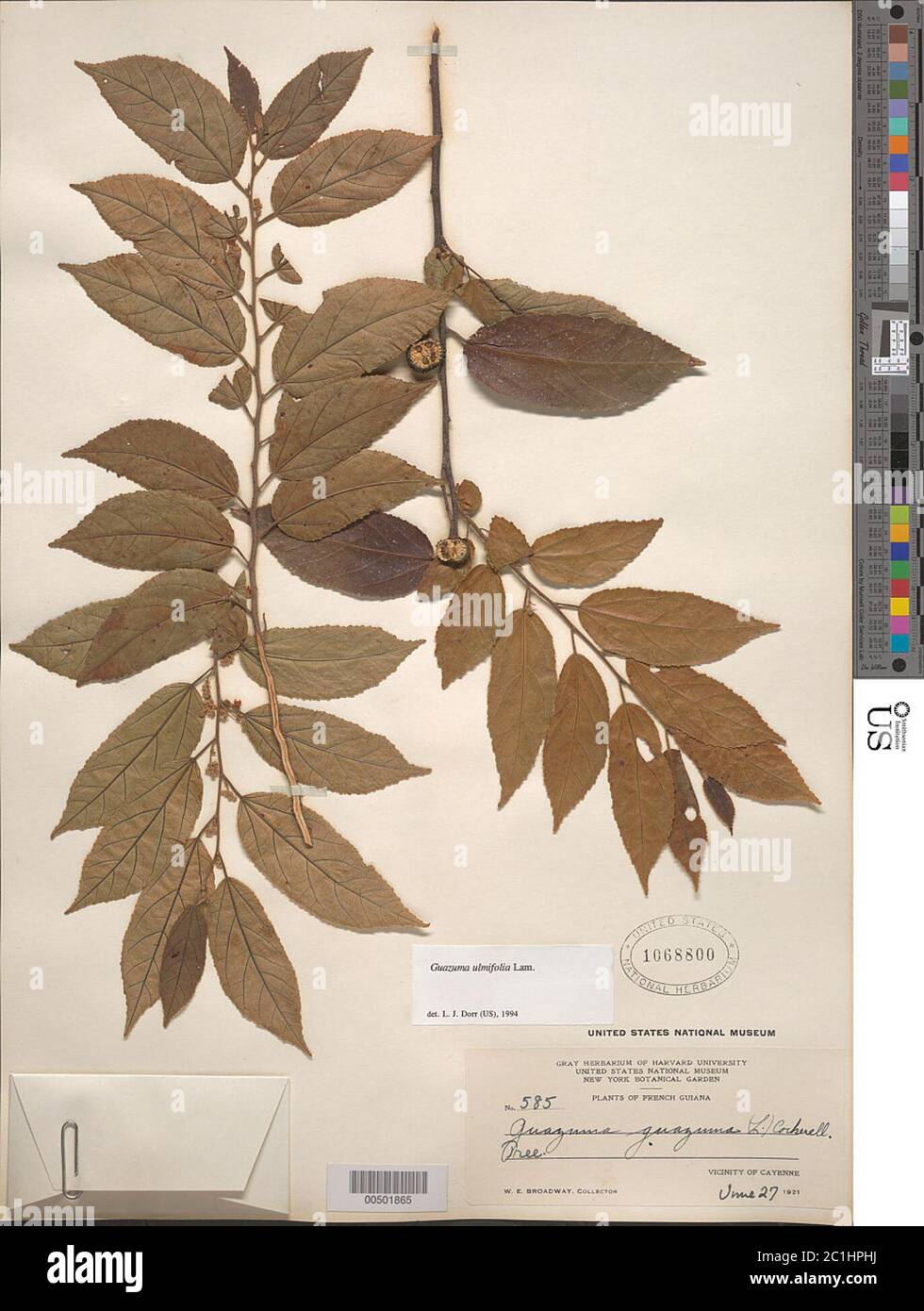 Guazuma ulmifolia Lam Guazuma ulmifolia Lam Stock Photo - Alamy