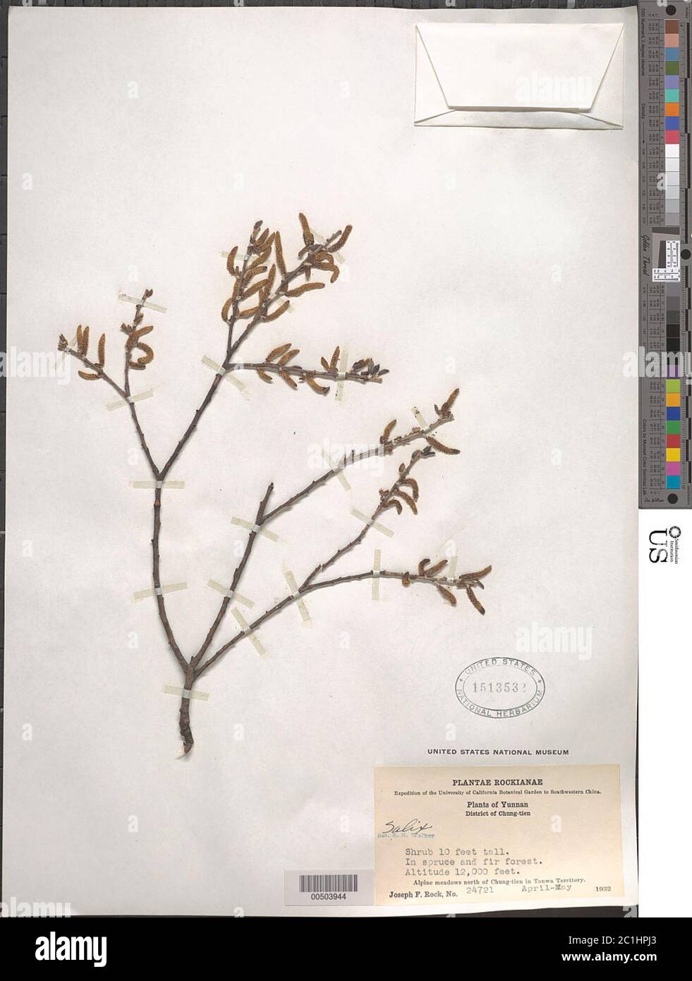 Salix sp Salix sp Stock Photo - Alamy