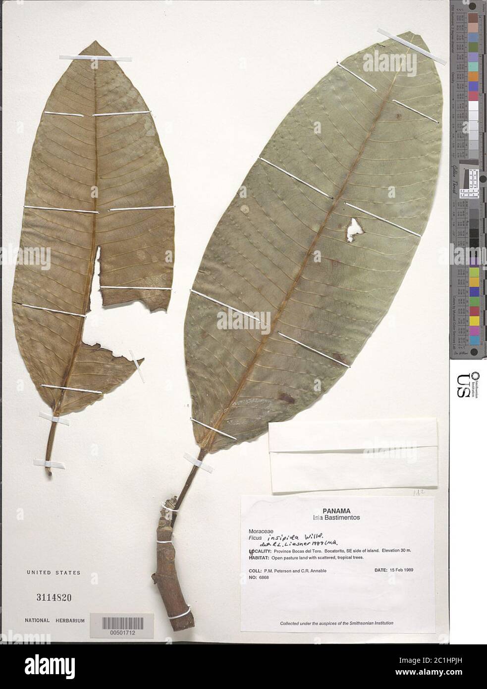 Ficus insipida Willd Ficus insipida Willd Stock Photo - Alamy