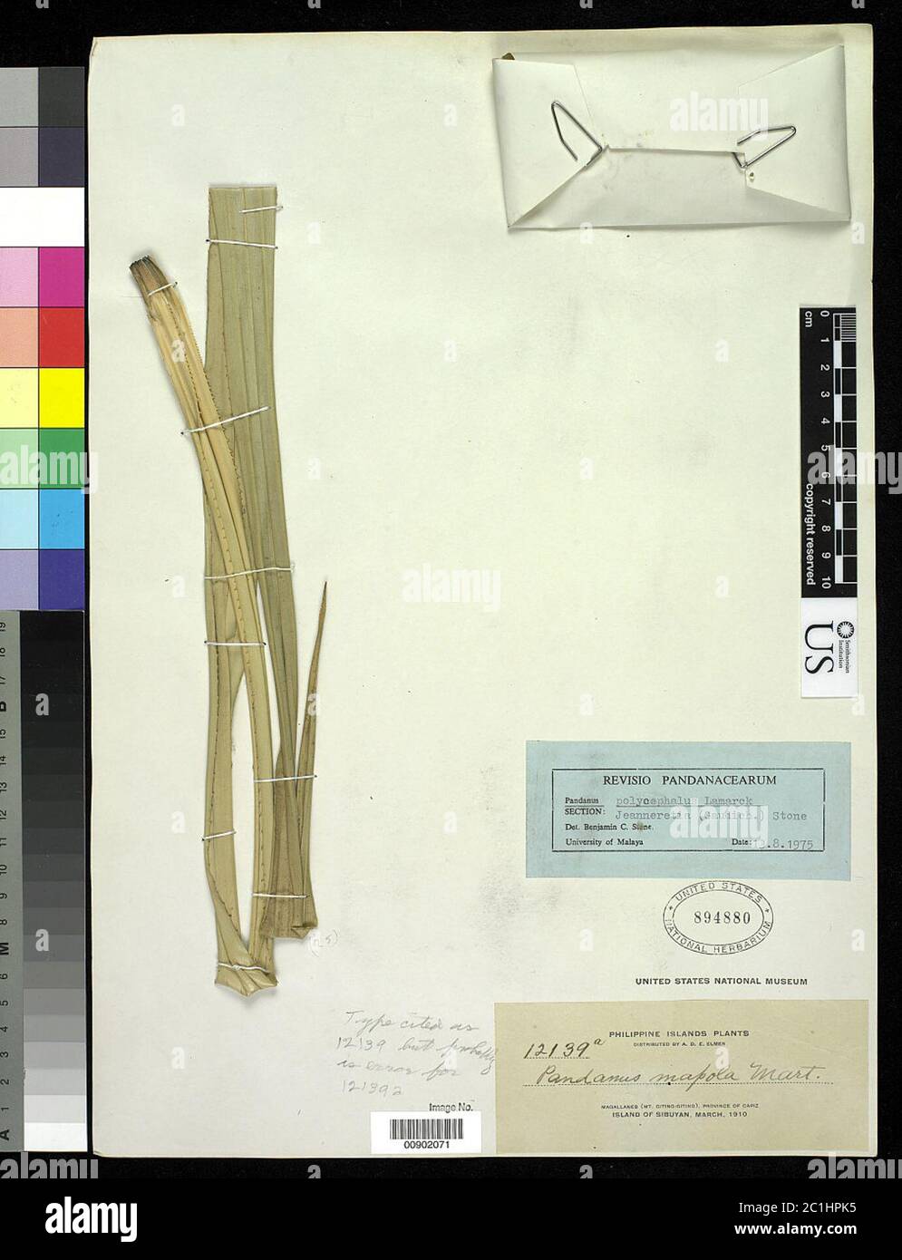 Pandanus mapola Martinelli Pandanus mapola Martinelli Stock Photo - Alamy