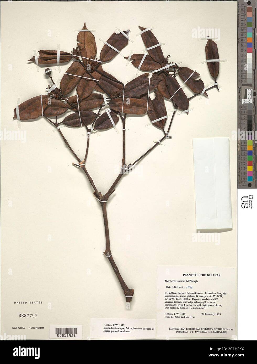 Marlierea hi-res stock photography and images - Alamy