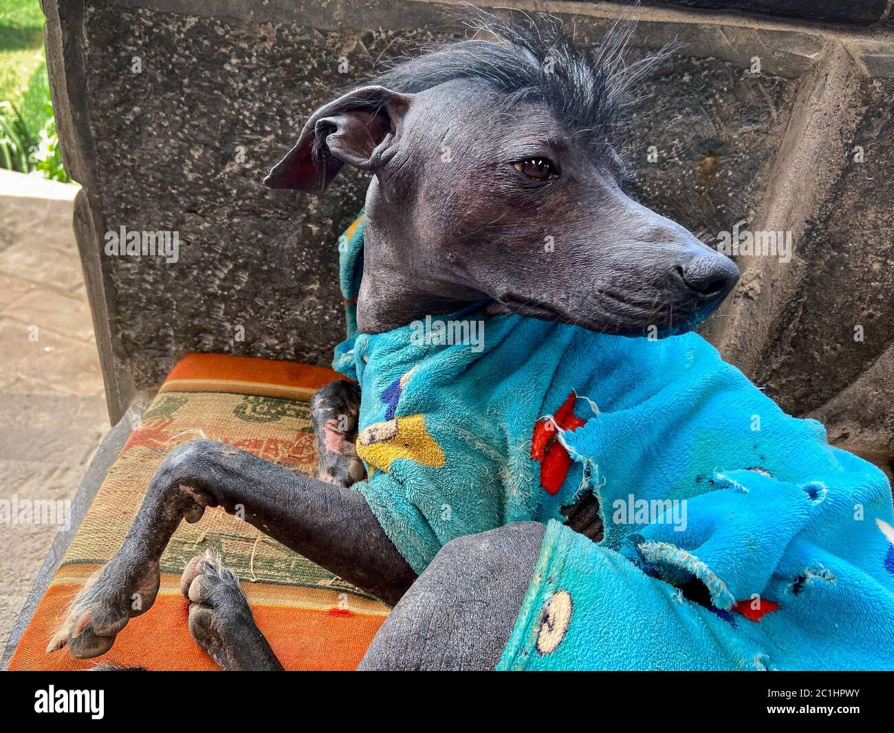 Peruvian orchid dog hi-res stock photography and images - Alamy