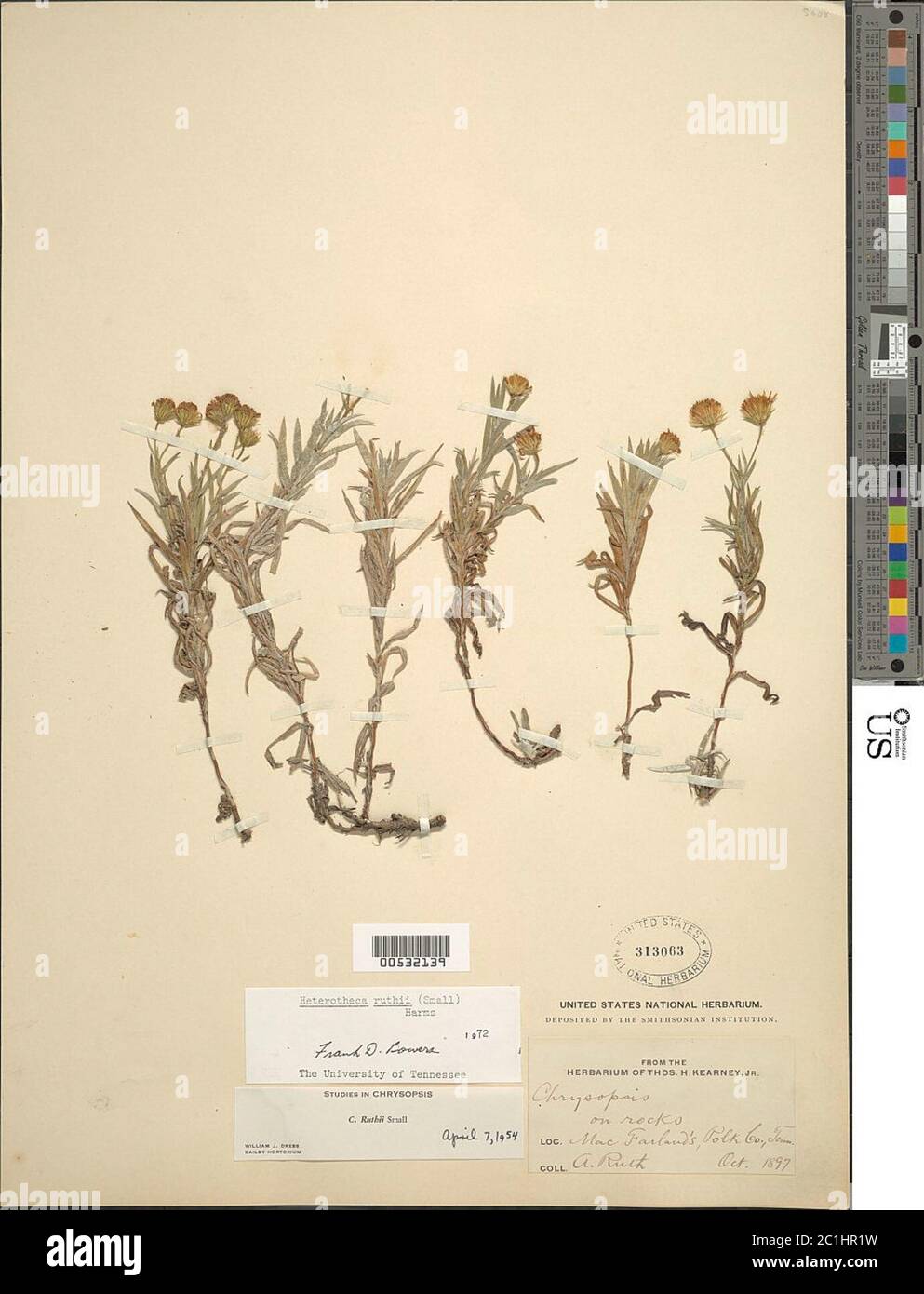 Pityopsis ruthii Small Small Pityopsis ruthii Small Small Stock Photo ...