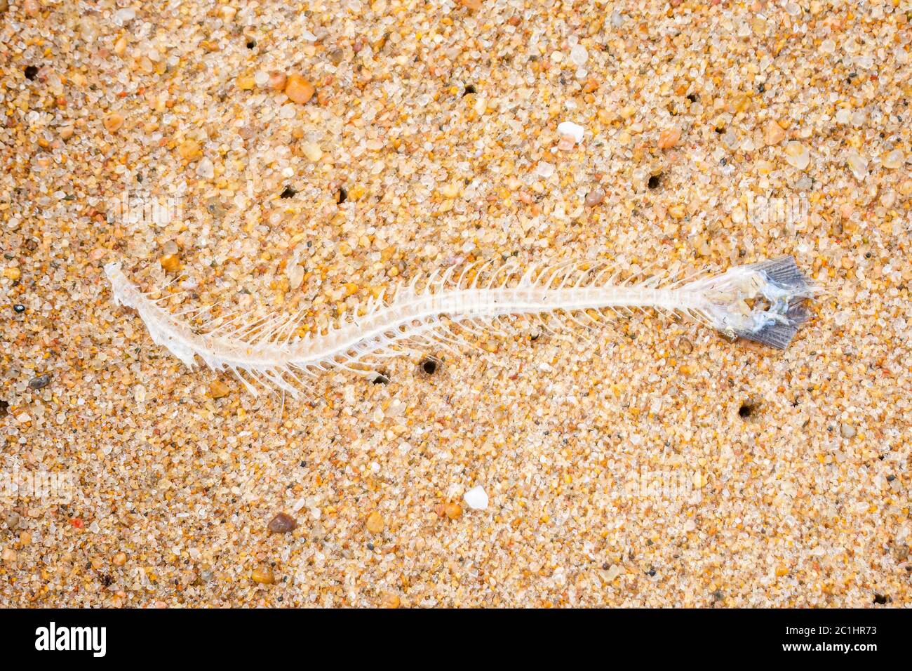 Fish bone on a pebble beach Stock Photo - Alamy