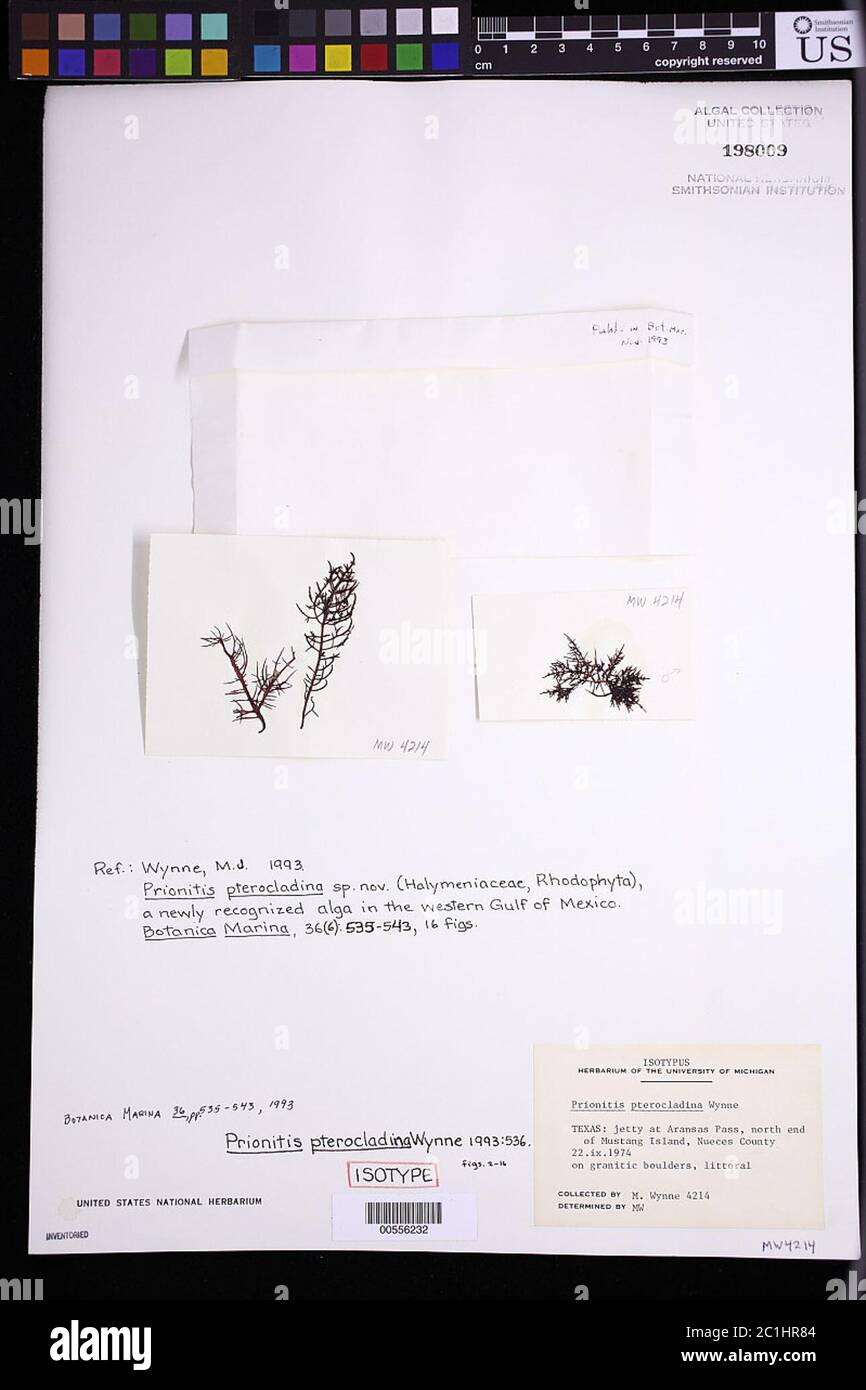 Prionitis pterocladina MJ Wynne Prionitis pterocladina MJ Wynne Stock ...