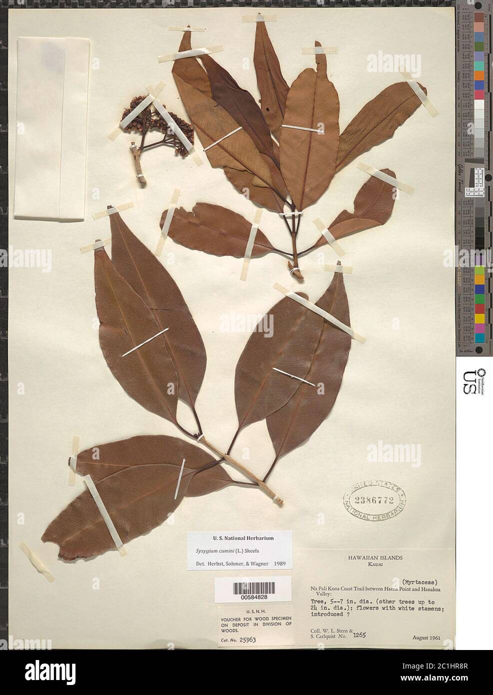 Syzygium cumini L Skeels Syzygium cumini L Skeels Stock Photo - Alamy