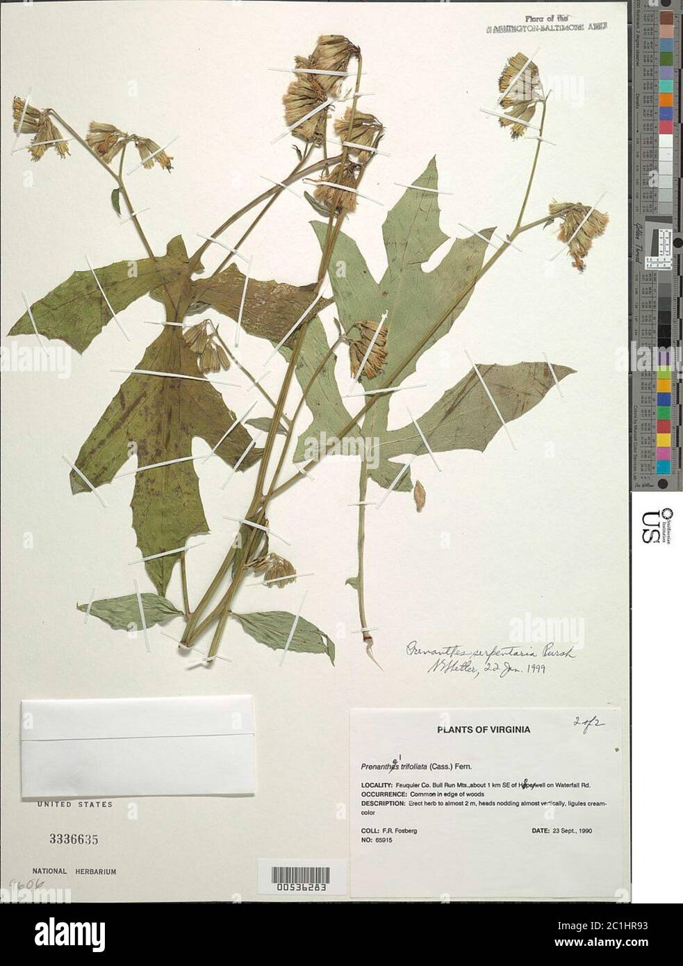 Prenanthes serpentaria Prenanthes serpentaria Stock Photo - Alamy