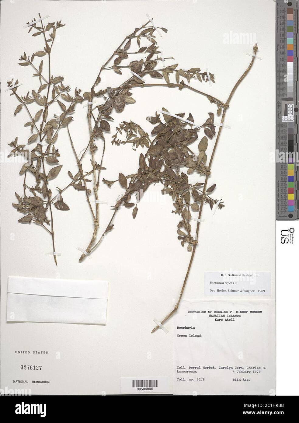 Boerhavia repens hi-res stock photography and images - Alamy