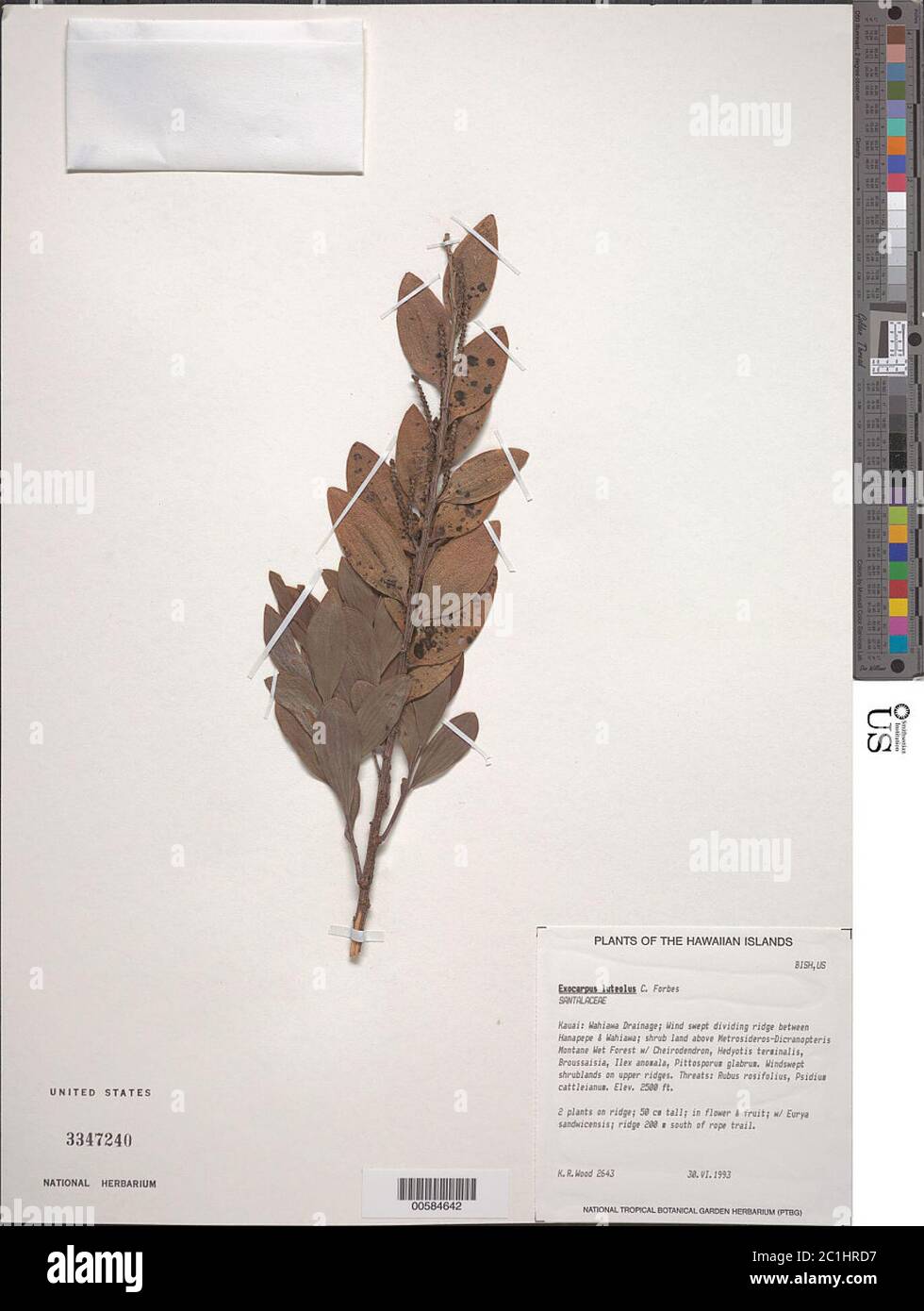 Exocarpus hi-res stock photography and images - Alamy