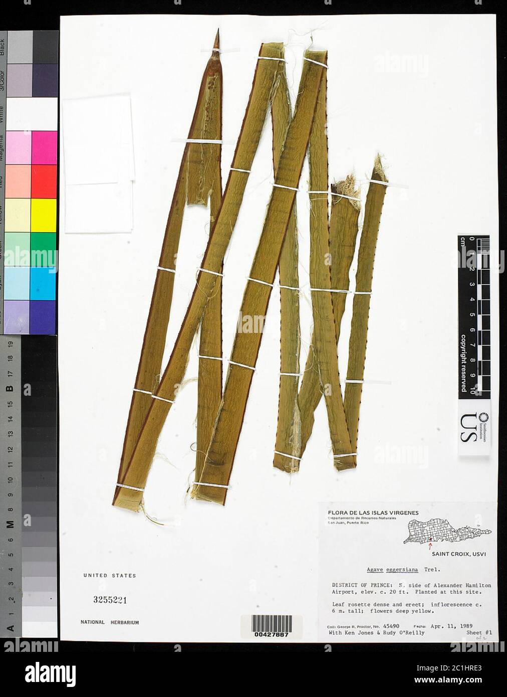 Agave eggersiana Trel Agave eggersiana Trel Stock Photo - Alamy