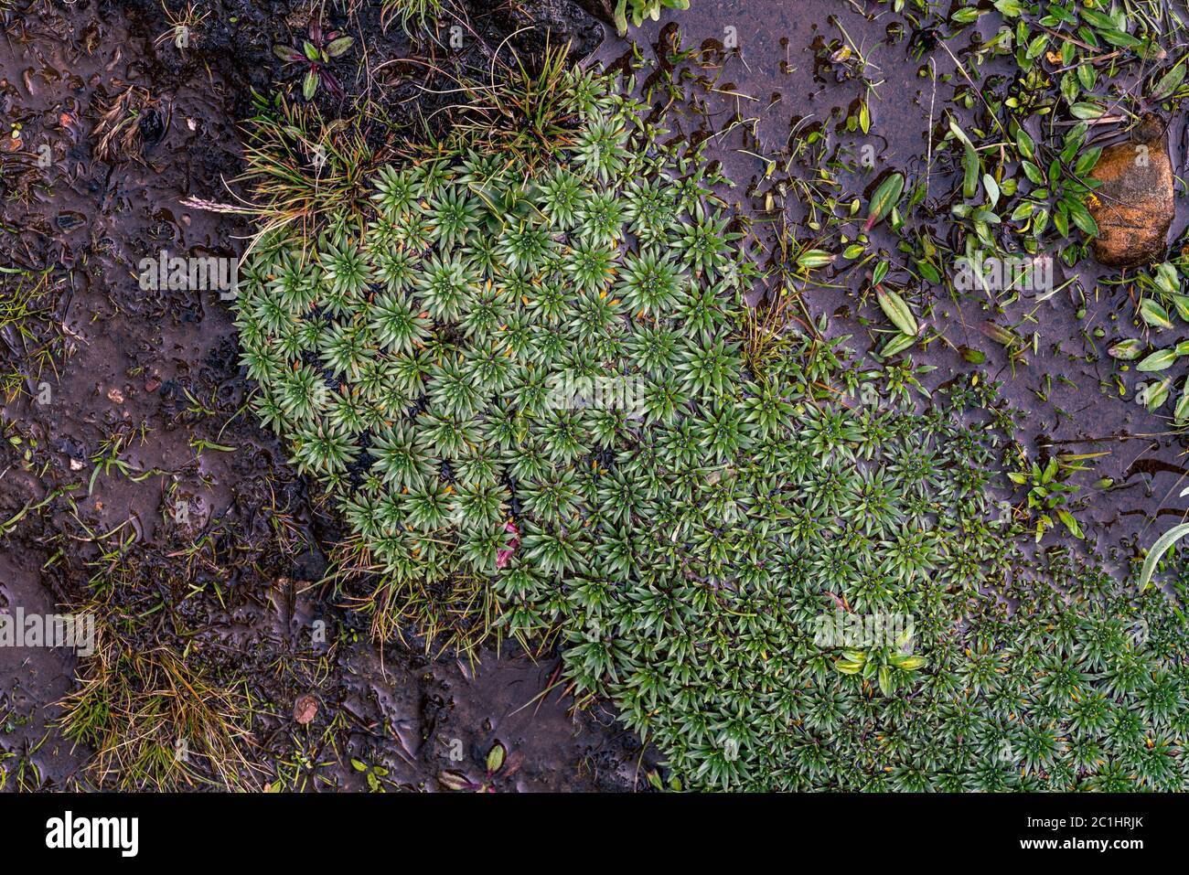 Peruvian soil hi-res stock photography and images - Alamy